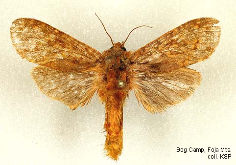 Papua Insects Foundation (Lepidoptera/Psychidae/Pseudarbela aurea)